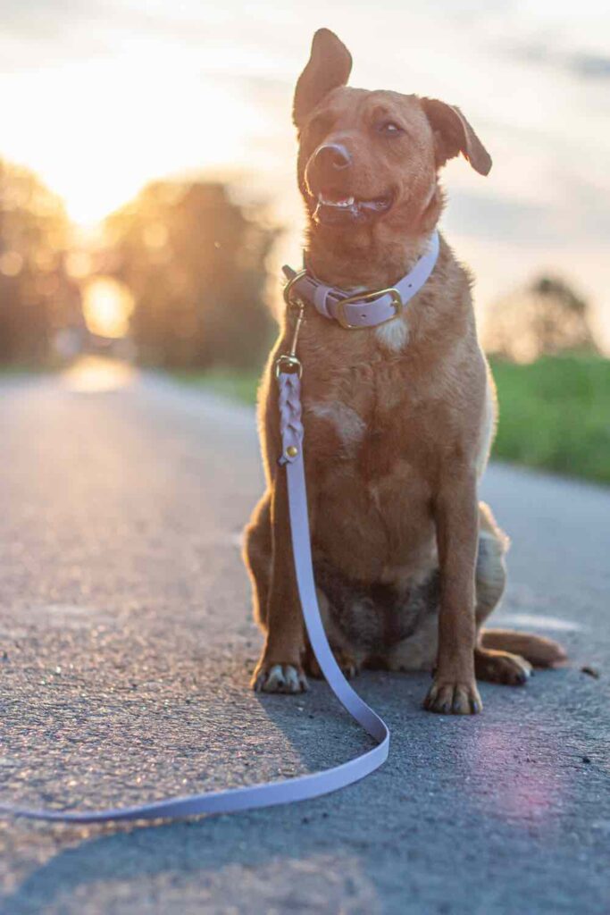 Smycz miejska dla psa Biothane® lavender – sklep ACCDOG