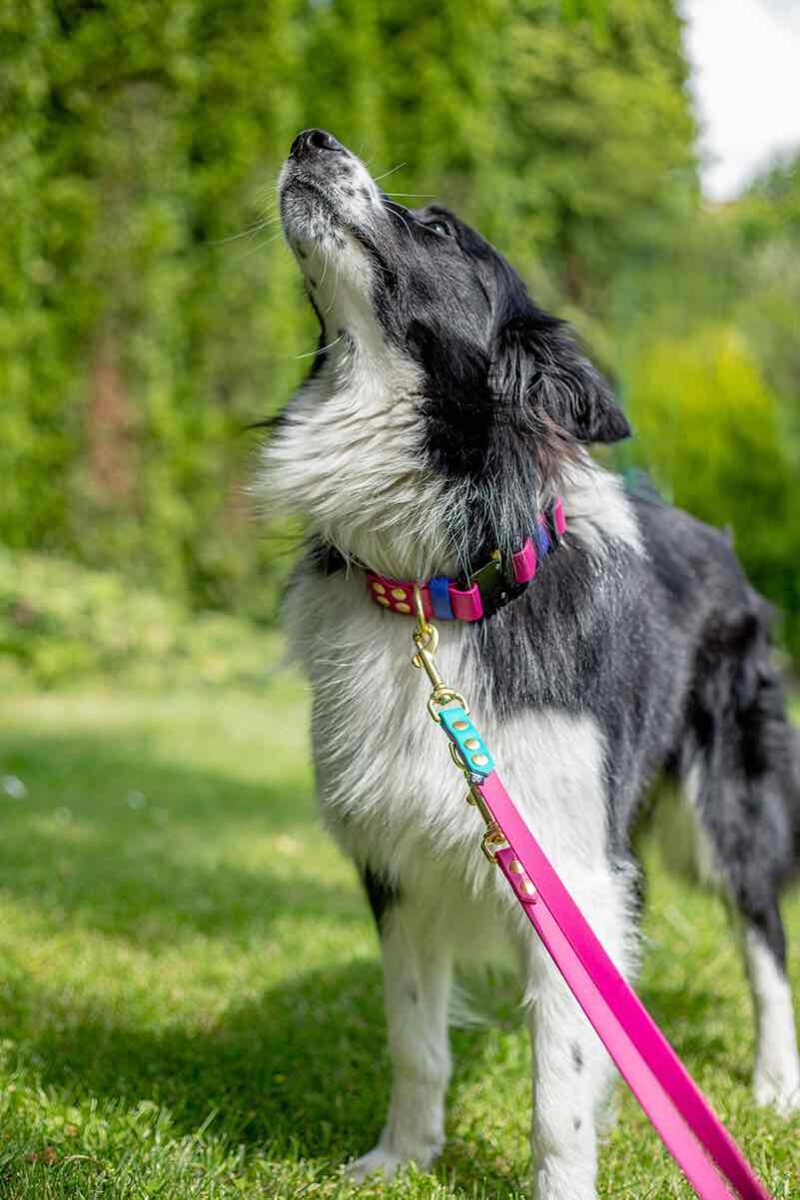 Obroża Biothane® dla średni i dużych silnych psów Cobra® 25mm